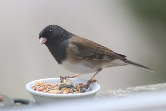 Backyard birds of Seattle | Fabulous adventures in coding