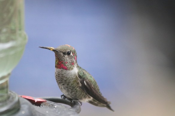 Backyard birds of Seattle | Fabulous adventures in coding