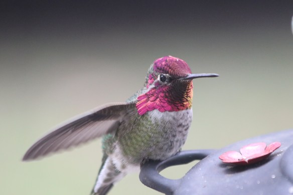 Backyard birds of Seattle | Fabulous adventures in coding