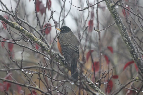 Backyard birds of Seattle | Fabulous adventures in coding