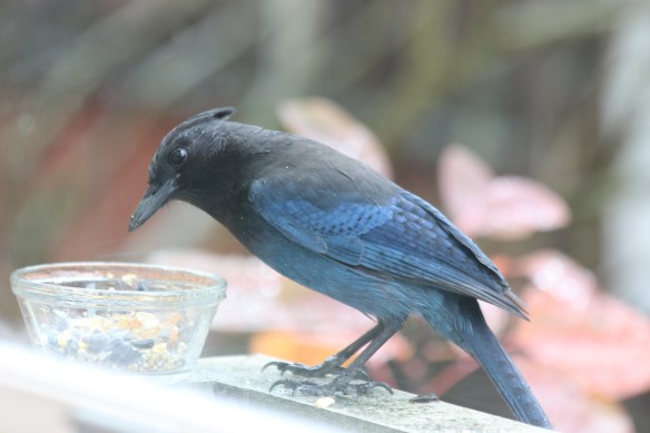 Backyard birds of Seattle | Fabulous adventures in coding