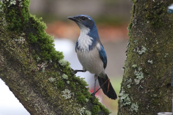 Backyard birds of Seattle | Fabulous adventures in coding