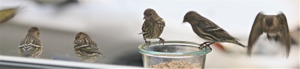 Backyard birds of Seattle | Fabulous adventures in coding